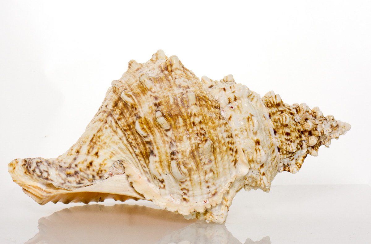 Decorations from the Sea